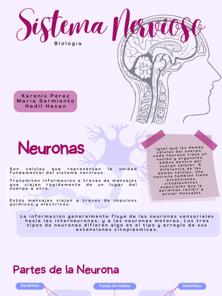 Sistema Nervioso | PDF | Cerebro | Neurona