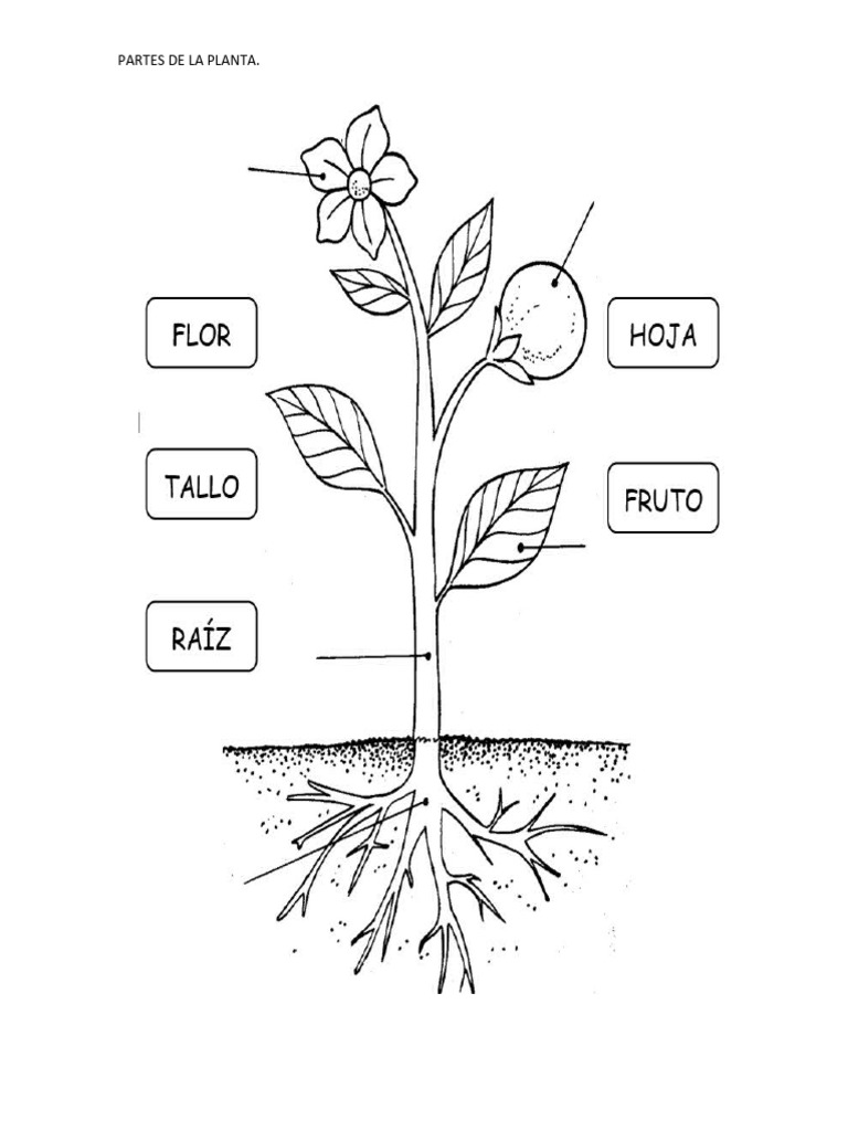 Partes de La Planta | PDF