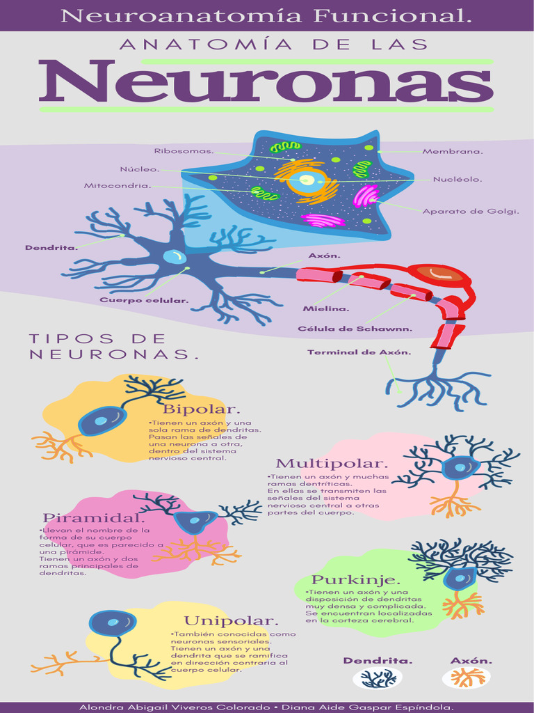 Tipos y Anatomía de Neuronas | PDF | Axon | Neurona