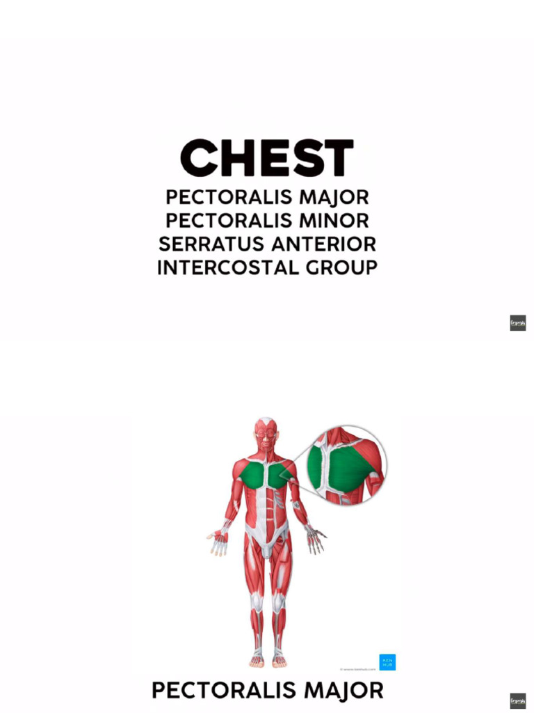 Mišići Ramena I Ruke OBELEŽENO | PDF