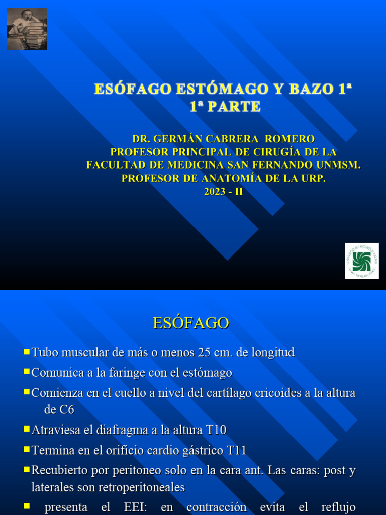 Anatomia de Esofago Estomago y Bazo (1) | PDF | Estómago | Abdomen