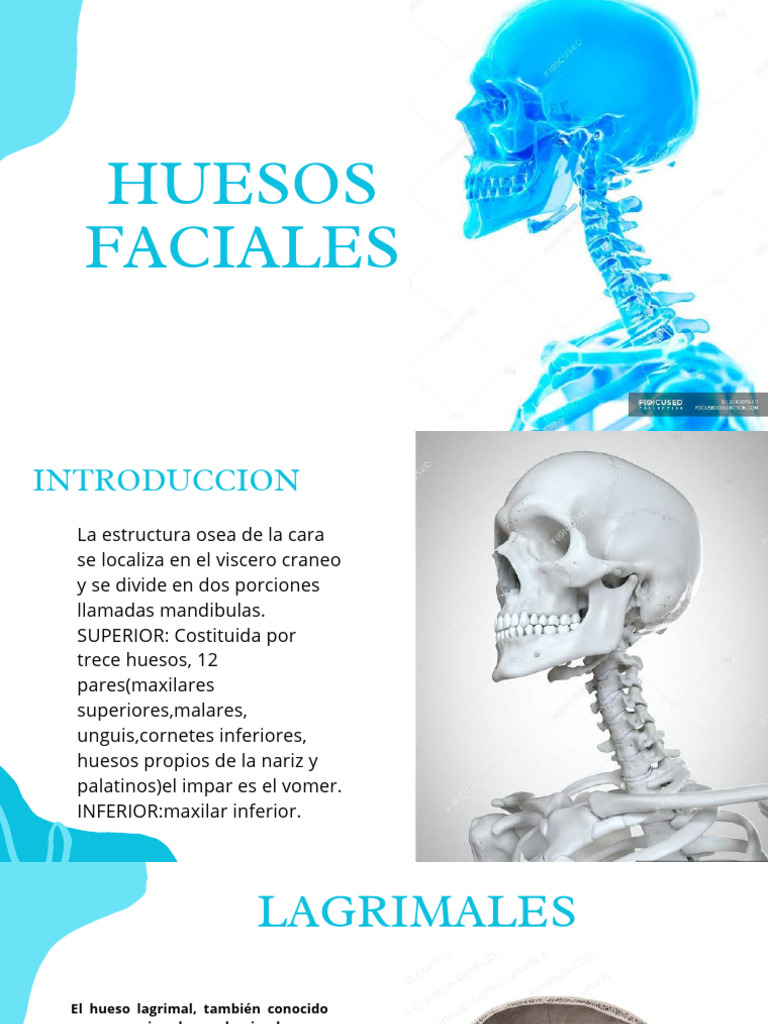 Huesos Faciales Descripción | PDF | Cráneo | Cara