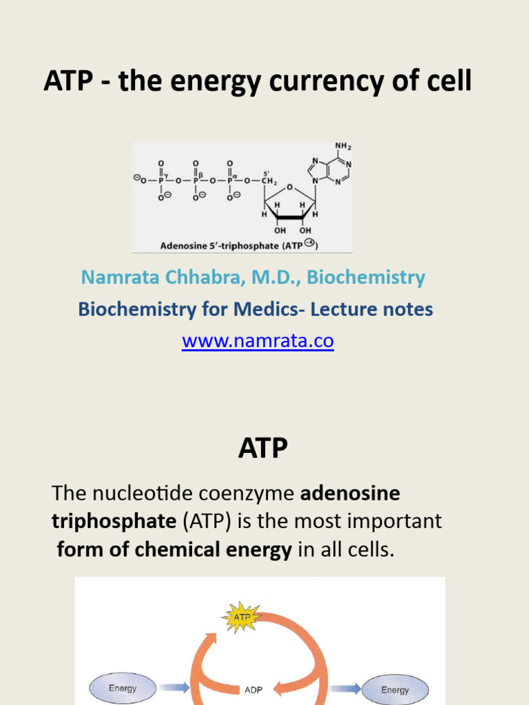 Namrata - Atp Intro Energy Currency Btech MLB 104 Use | PDF | Adenosine ...