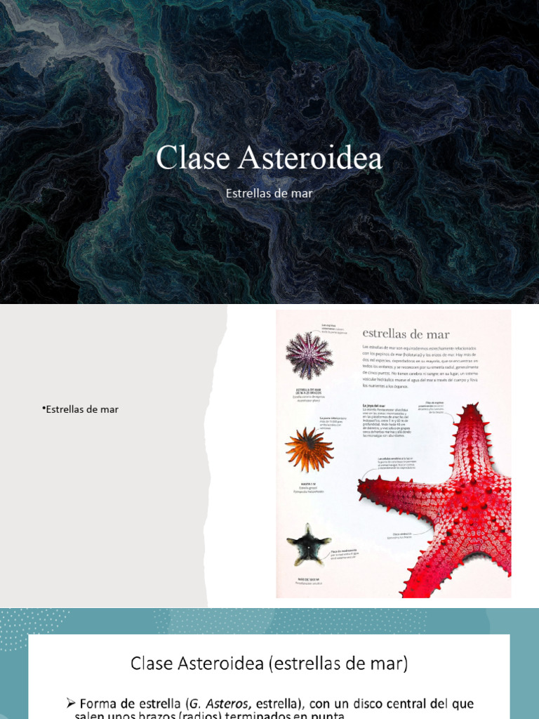 Clase Asteroidea | PDF | Ciencias sociales
