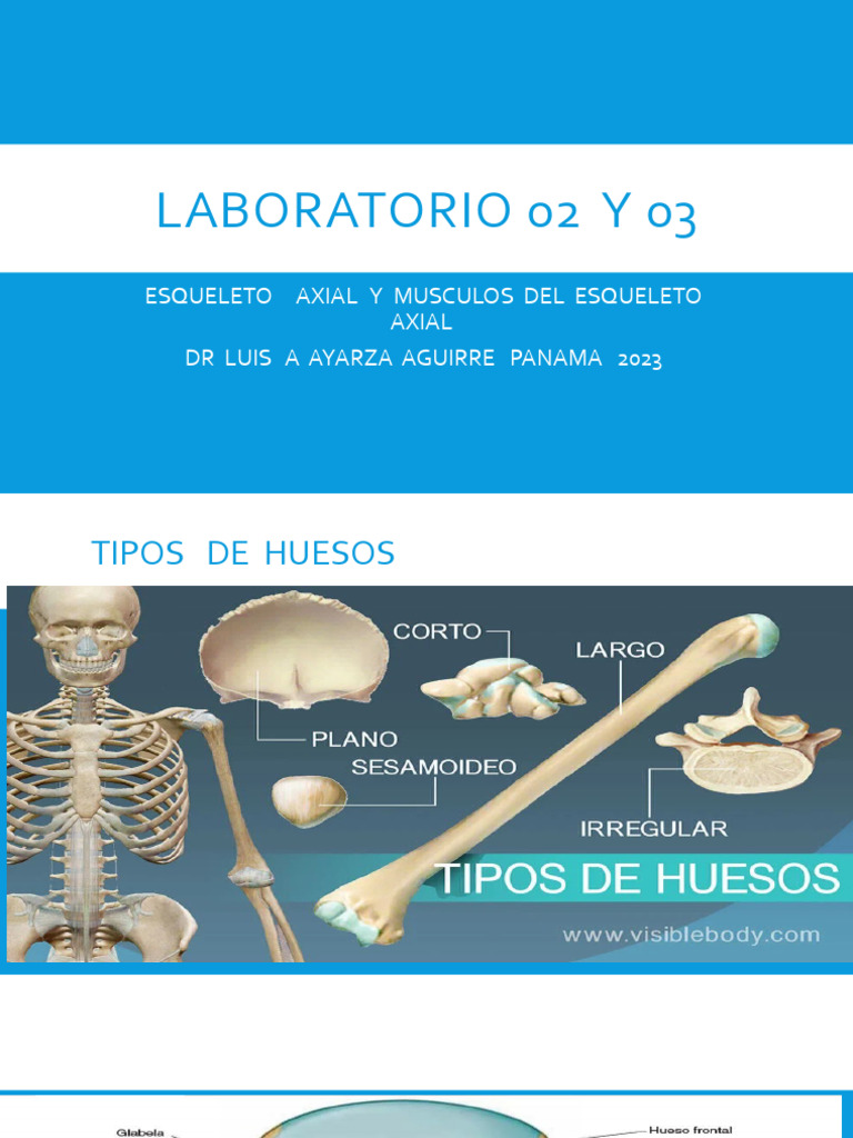 Laboratorio 0 y 03 Sistema Oseo y Muscular Esquelto Axial | PDF