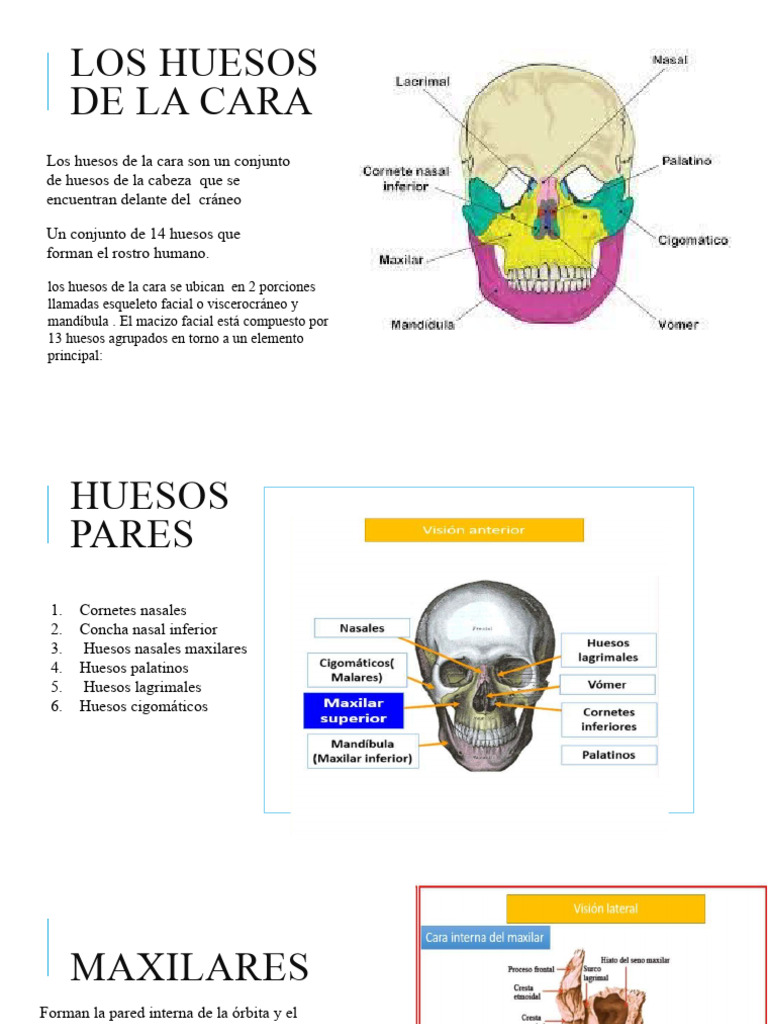 Los Huesos de La Cara | PDF | Cabeza y cuello humanos | Anatomía humana