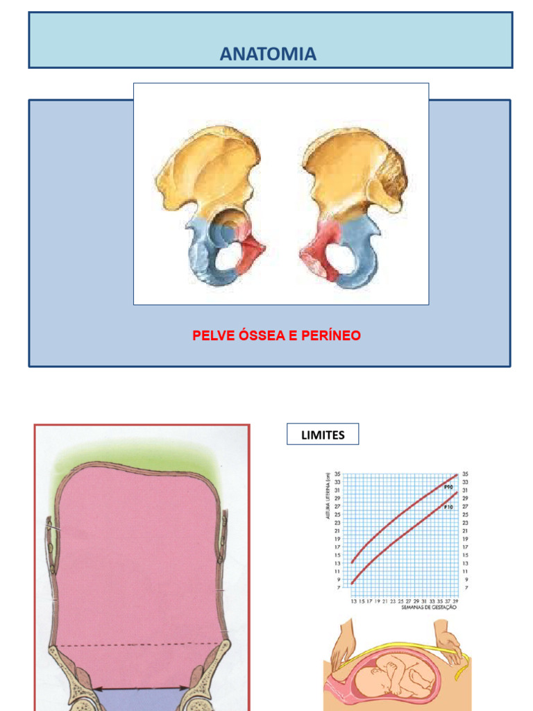 Anatomia Da Pelve Feminina | PDF