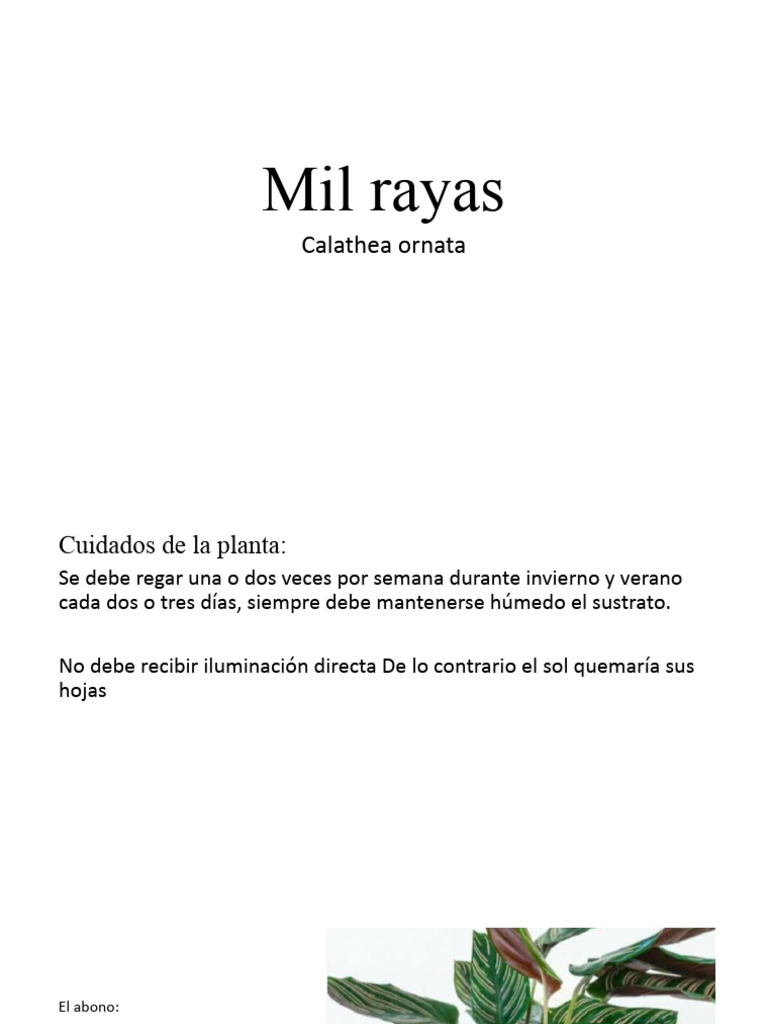 Mil Rayas Presentación | PDF