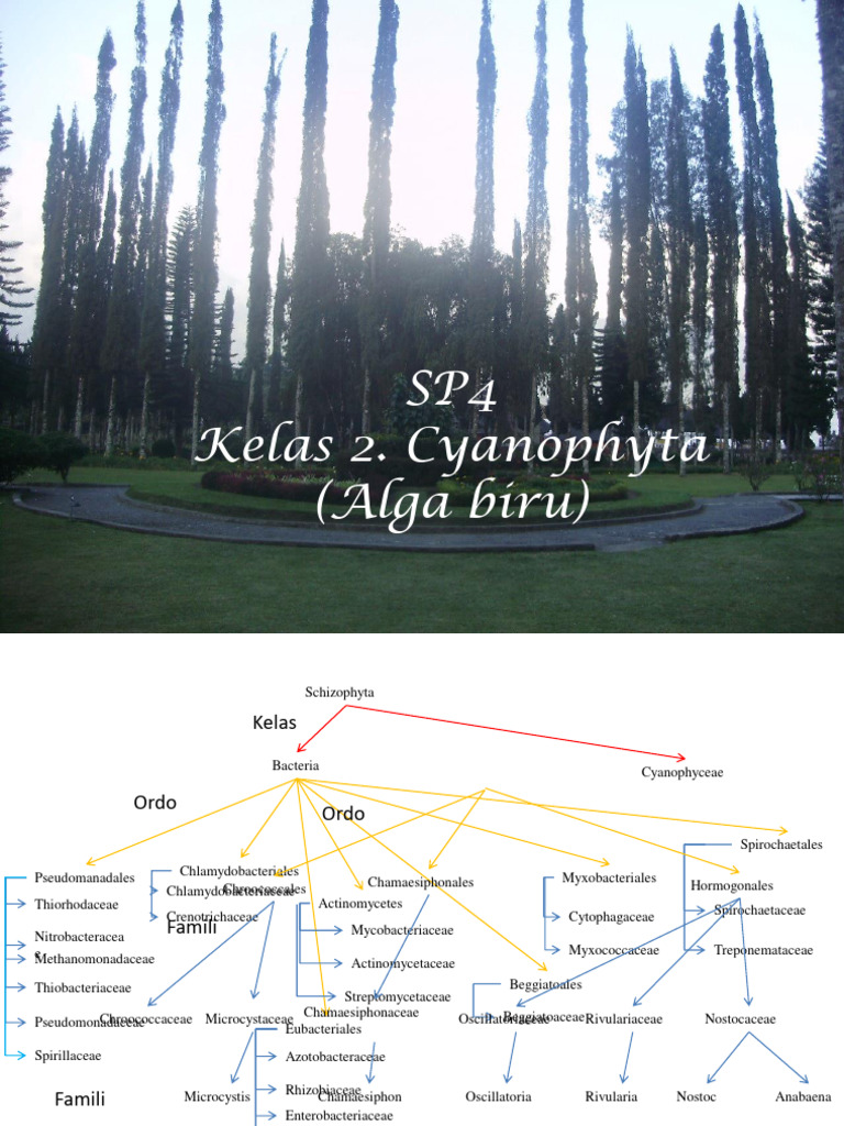SP 4. Schizophyta, Ganggang Biru | PDF