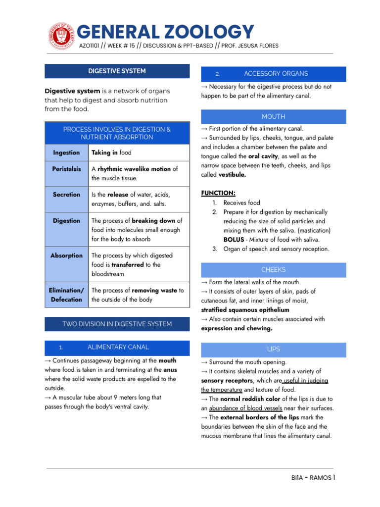 Zoology Digestive System Overview | PDF | Digestion | Stomach