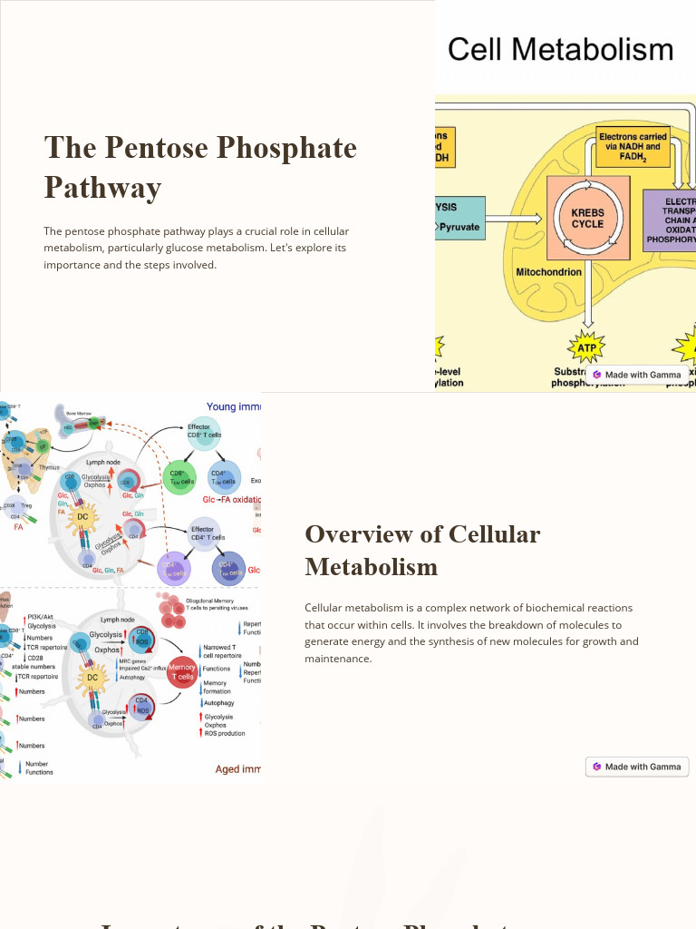 The Pentose Phosphate Pathway | PDF | Metabolic Pathway | Metabolism