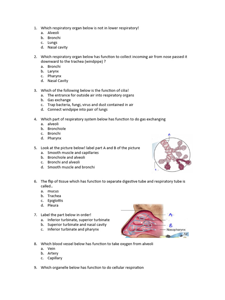 Exercise Respiratory System | PDF | Respiratory Tract | Respiratory System