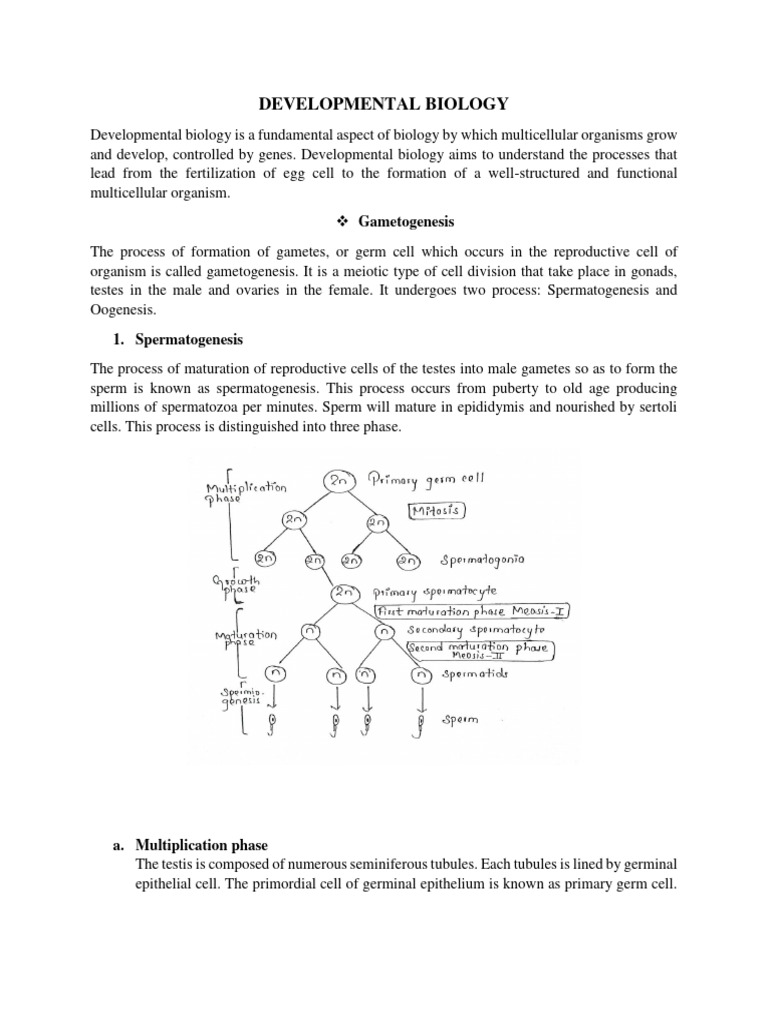 Developmental Biology | PDF | Sperm | Testicle