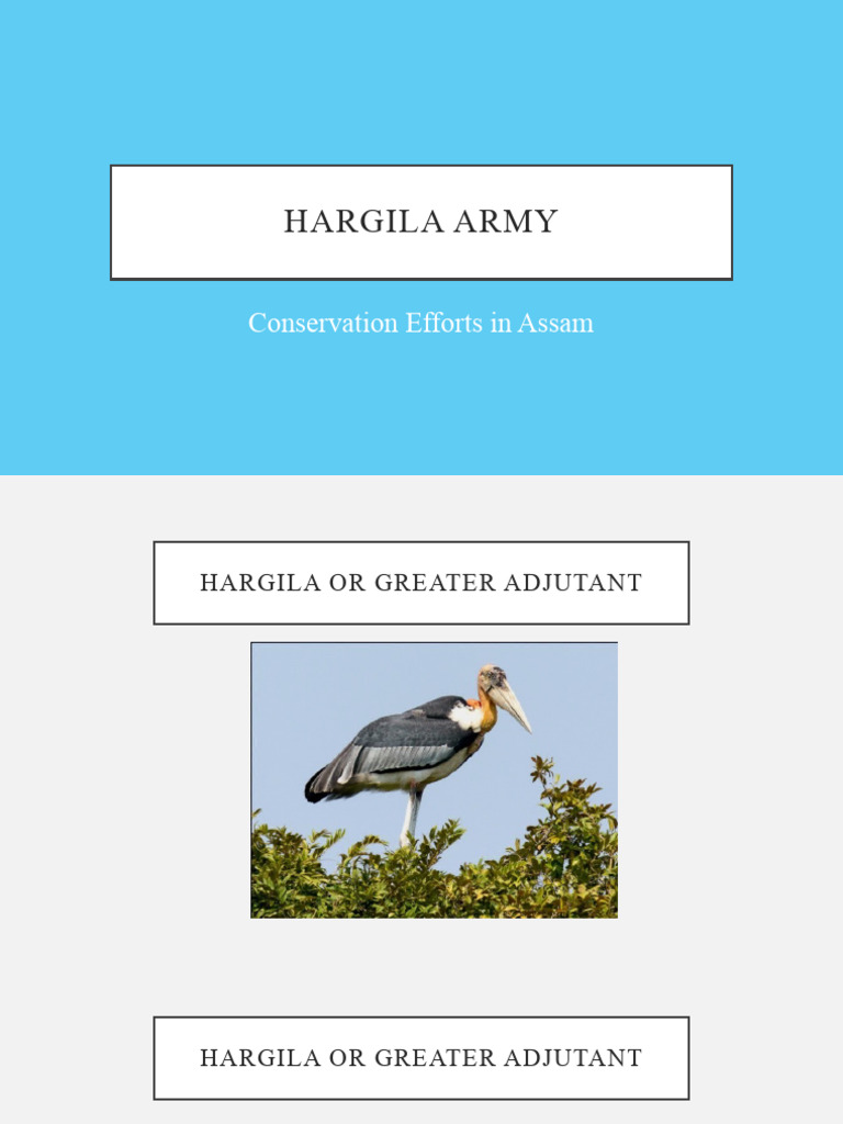Saving Assam's Hargila: A Community Effort | PDF