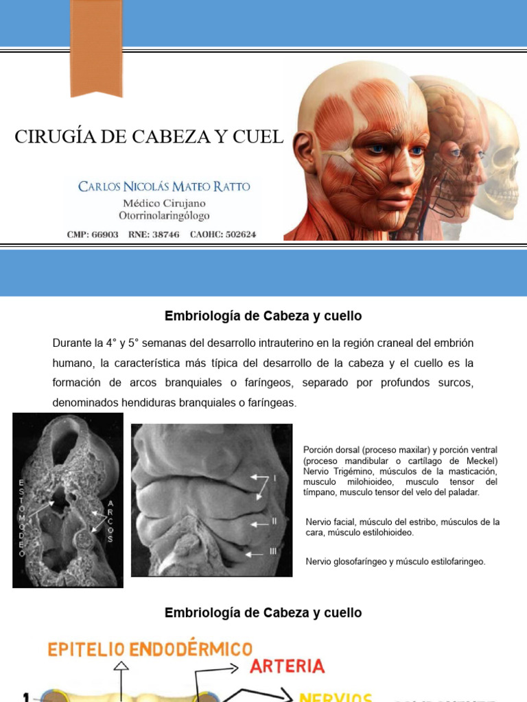 Cirugia de Cabeza y Cuello Teo 1 | PDF | Anatomía humana | Cabeza y cuello humanos