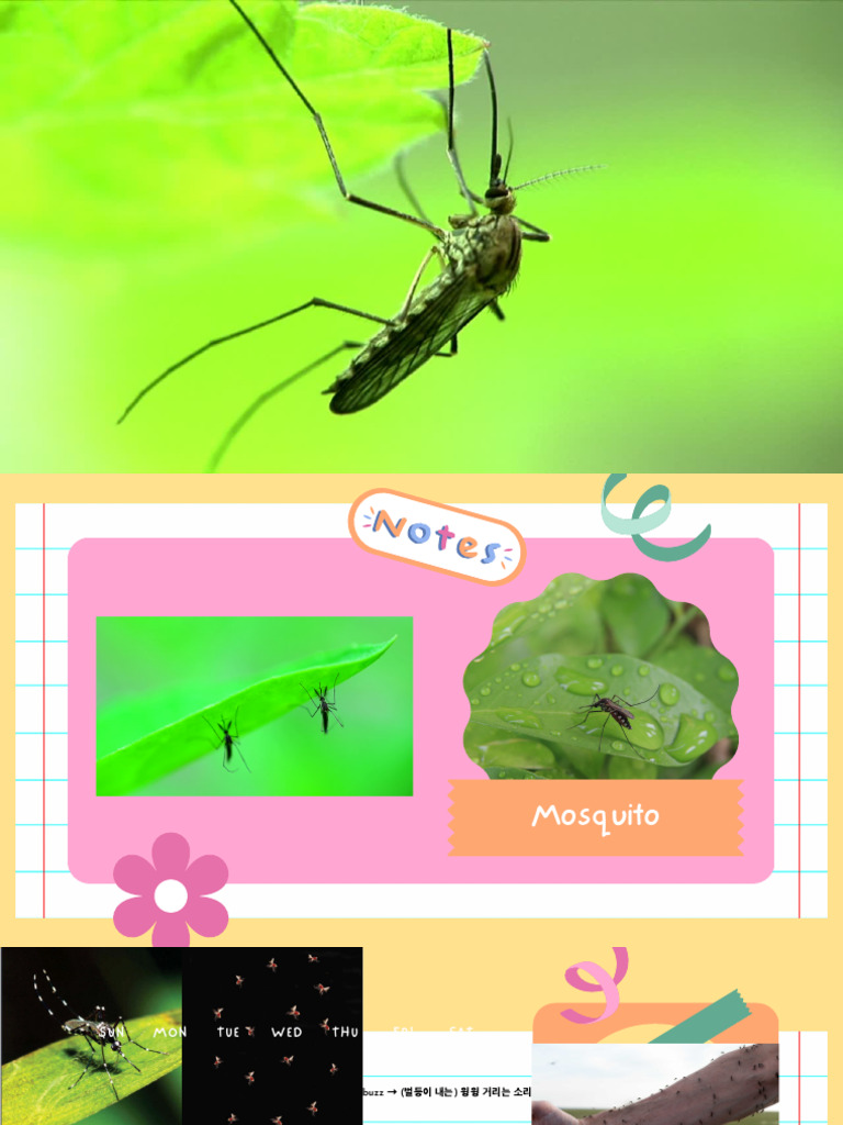 PDF Mosquito | PDF
