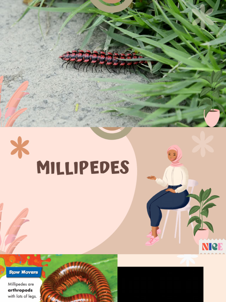 PDF Millipedes | PDF