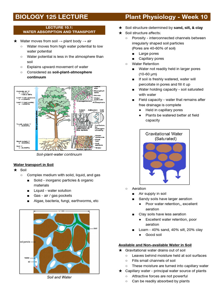 (Week 10) BIO125 Plant Physiology | PDF | Stoma | Soil