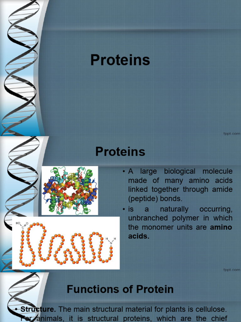 Biochem Proteins | Download Free PDF | Amino Acid | Alpha Helix