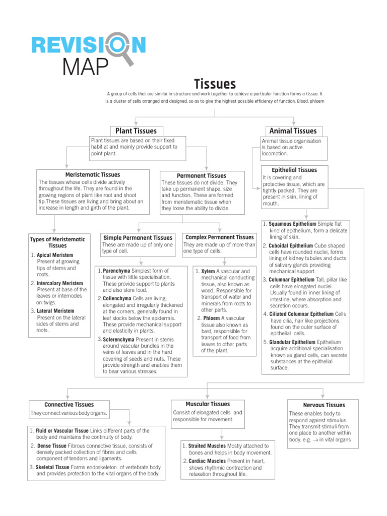 Revision-Map Chapter 6 | PDF | Tissue (Biology) | Epithelium