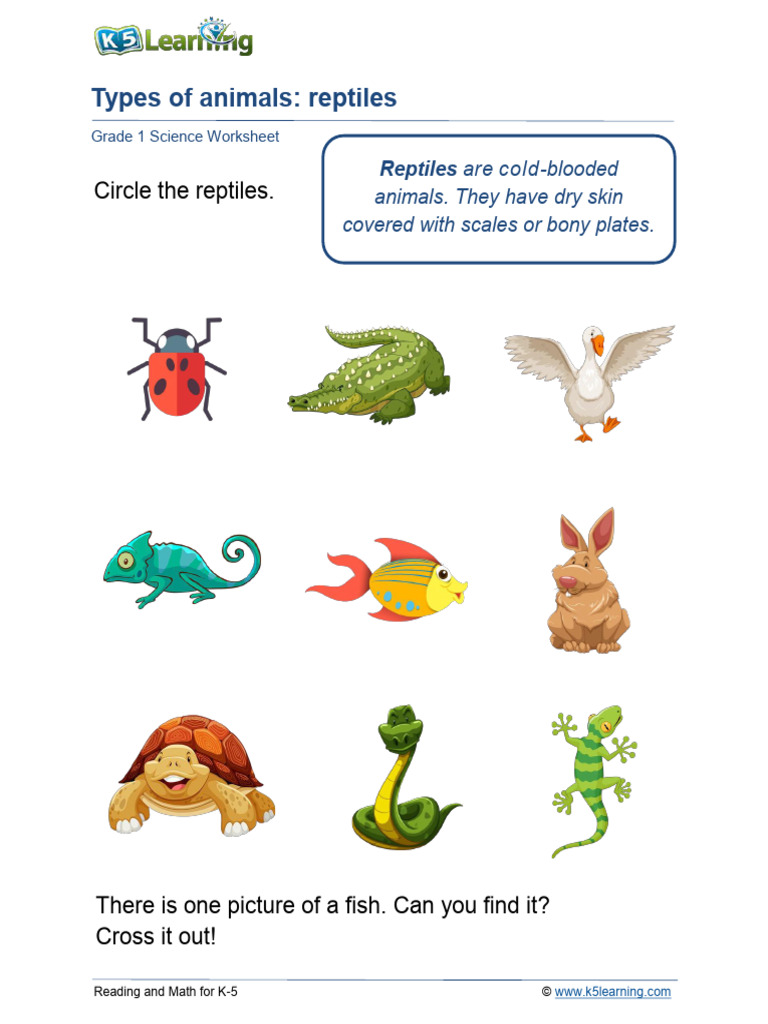 Grade 1 Animal Classification D | PDF