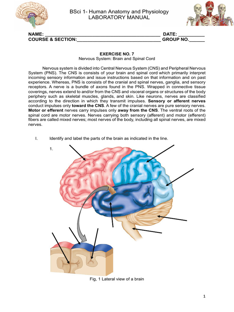 Nervous System Anatomy and Reflexes Lab | PDF | Nerve | Central Nervous ...
