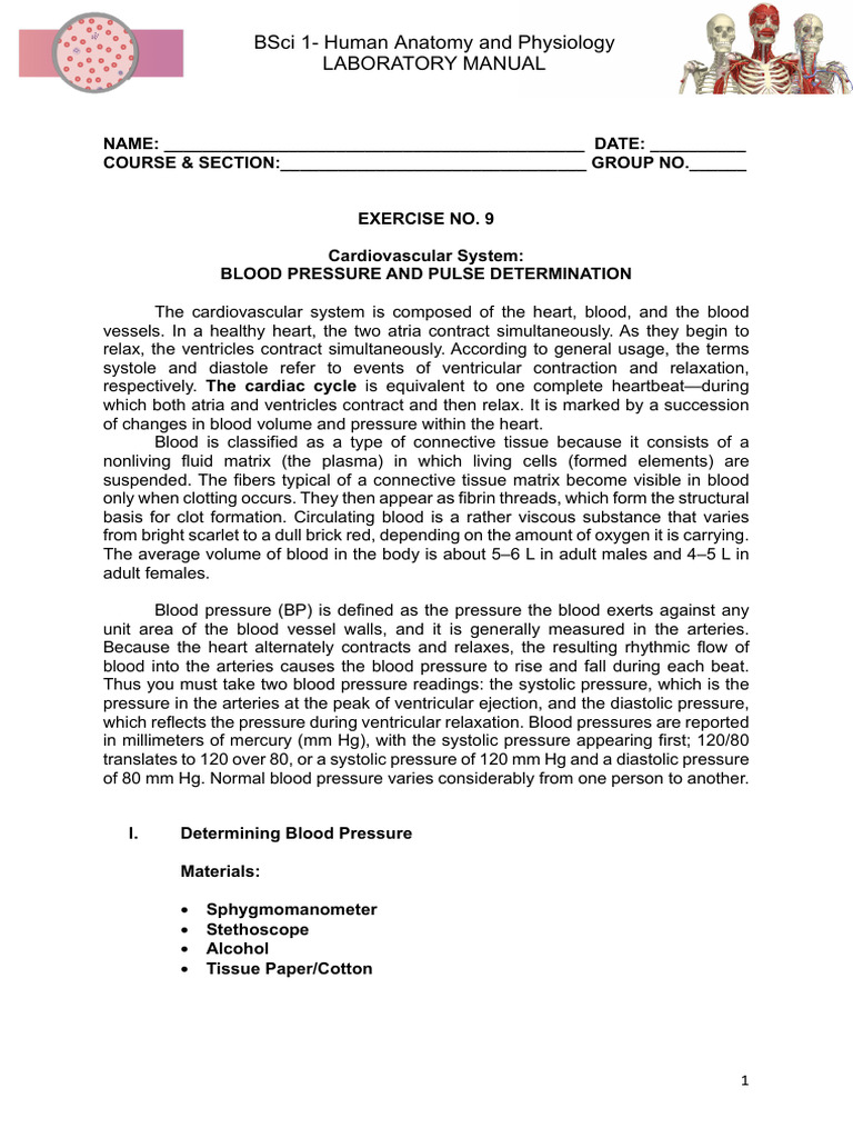 BSci 1 Lab Exercise CardioVascular | PDF | Blood Pressure | Pulse