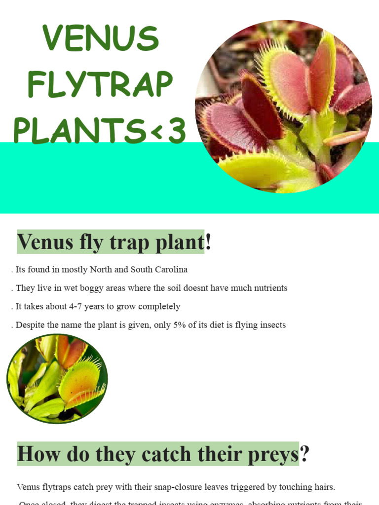 Venus Flytrap - Izka7b | PDF