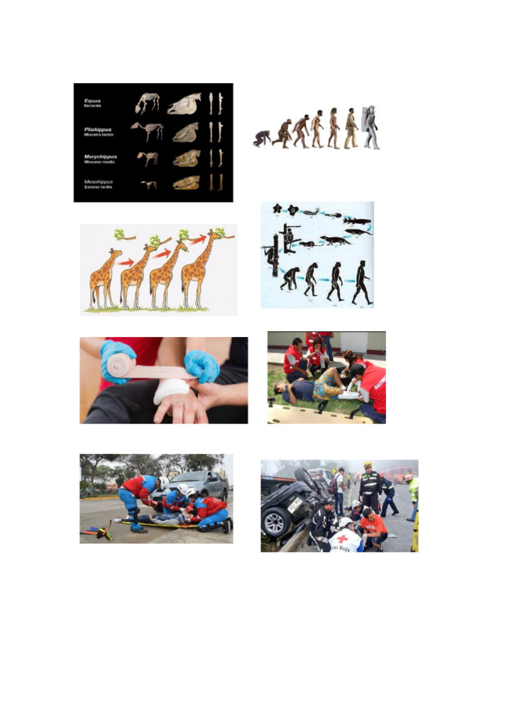 Biologia Ale Evolution y Auxilio | PDF