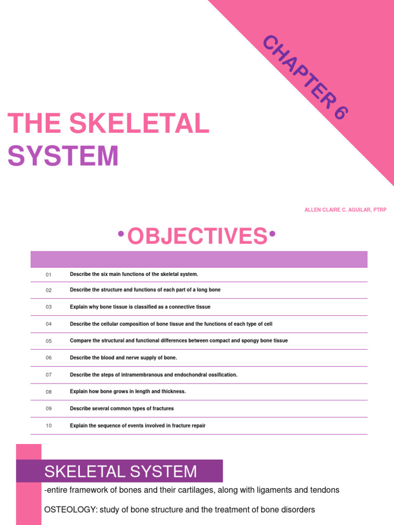 Skeletal System | PDF | Vertebra | Vertebral Column