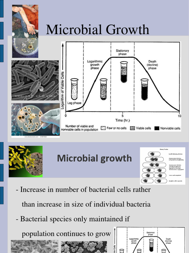 Microbial Growth II | PDF | Bacteria | Cellular Respiration