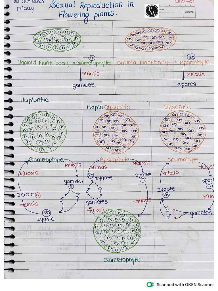 654510a91758dd0018c5b14d - ## - Sexual Reproduction in Flowering Plants ...