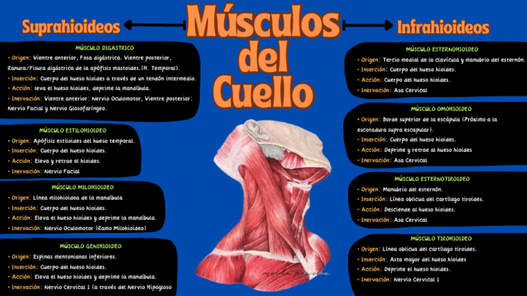 Daniel Alexander Fernandez Vera - Músculos Suprahioideos e ...