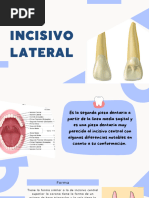 Premolares Inferiores | PDF | Boca | Anatomia dental