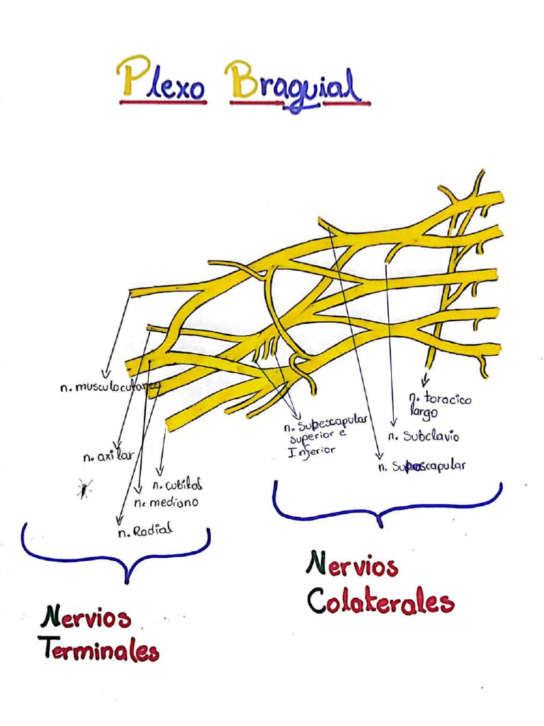 Anatomía del Plexo Braquial | PDF | Tecnología