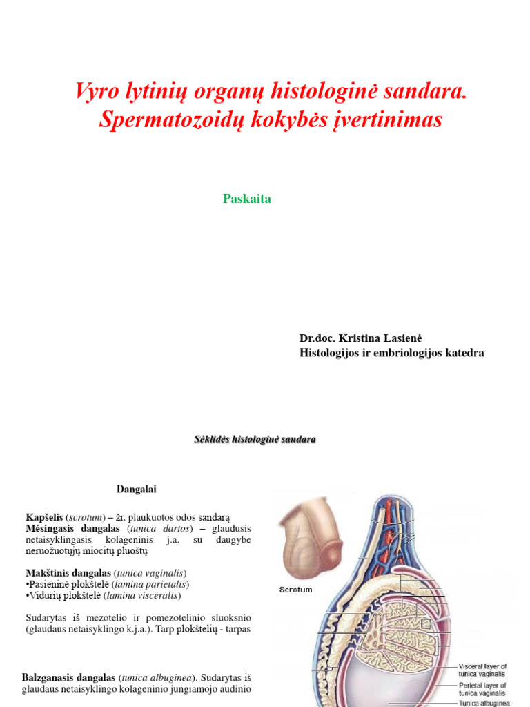 Vyro Lyt Organai | PDF
