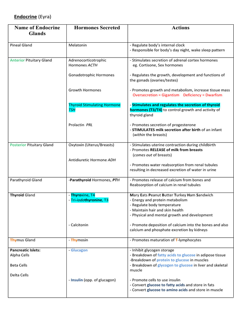 Endocrine Glands Worksheet | PDF | Endocrine System | Anatomy