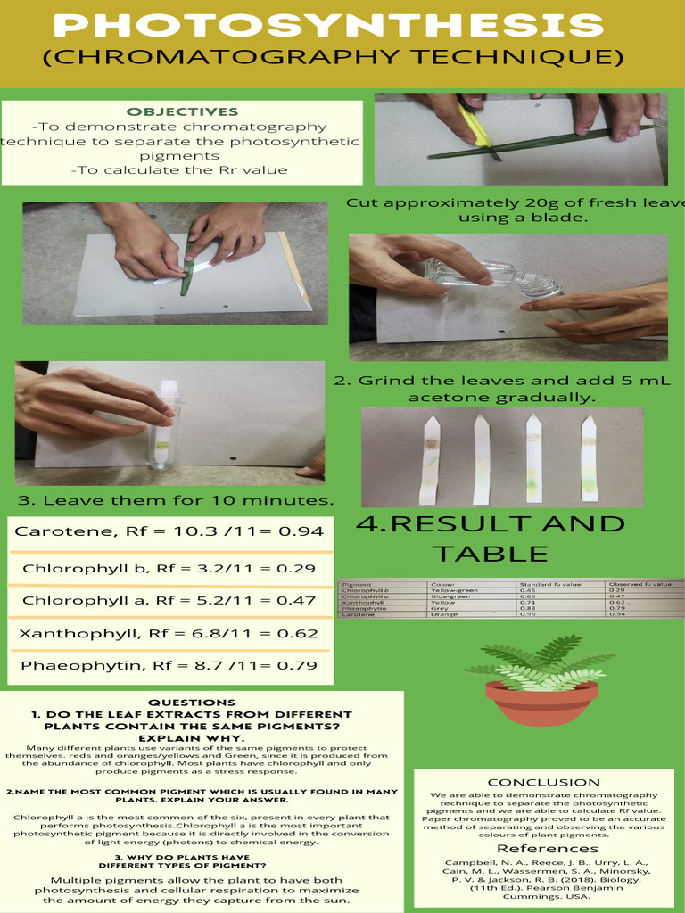 Photosynthesis Infographic | PDF | Photosynthesis | Chlorophyll