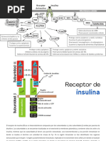 Mecanismo y Estructura del Receptor de Insulina | PDF | Insulina ...