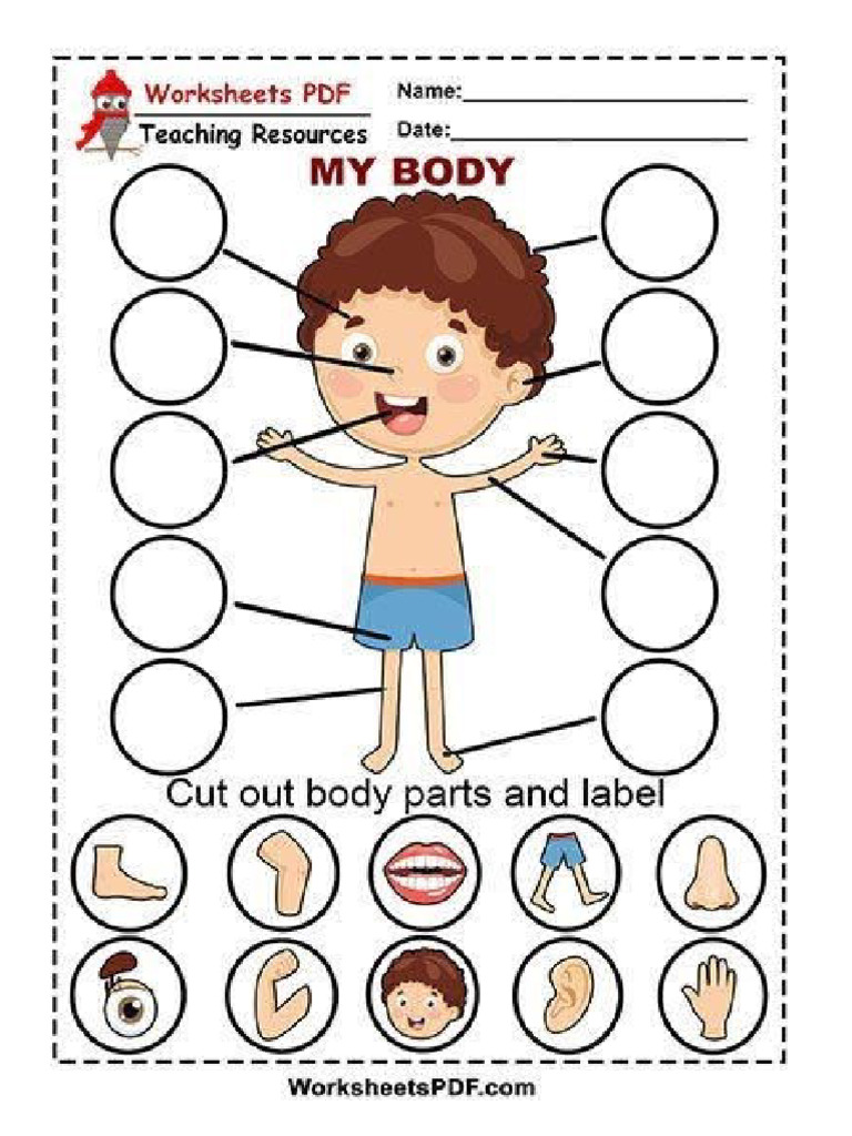 Cut Out Body Parts and Label | PDF