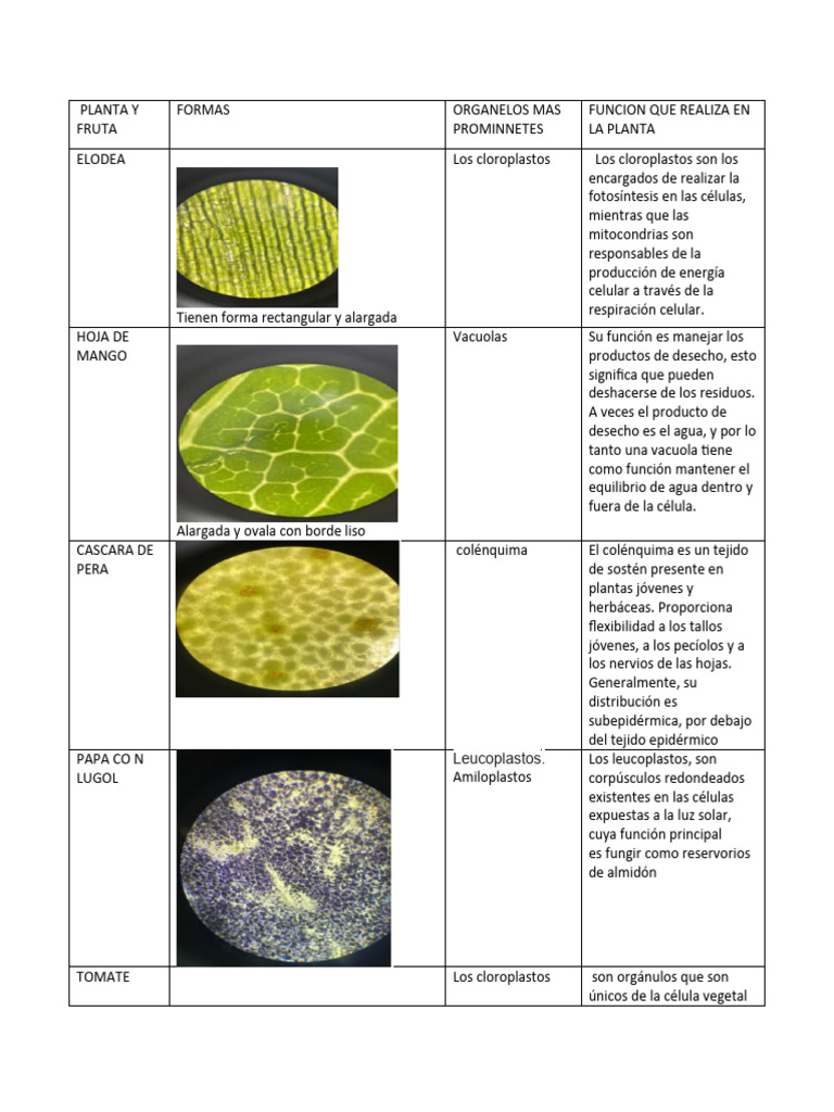 Células de Elodea y sus Organelos | PDF | Plantas | Pared celular