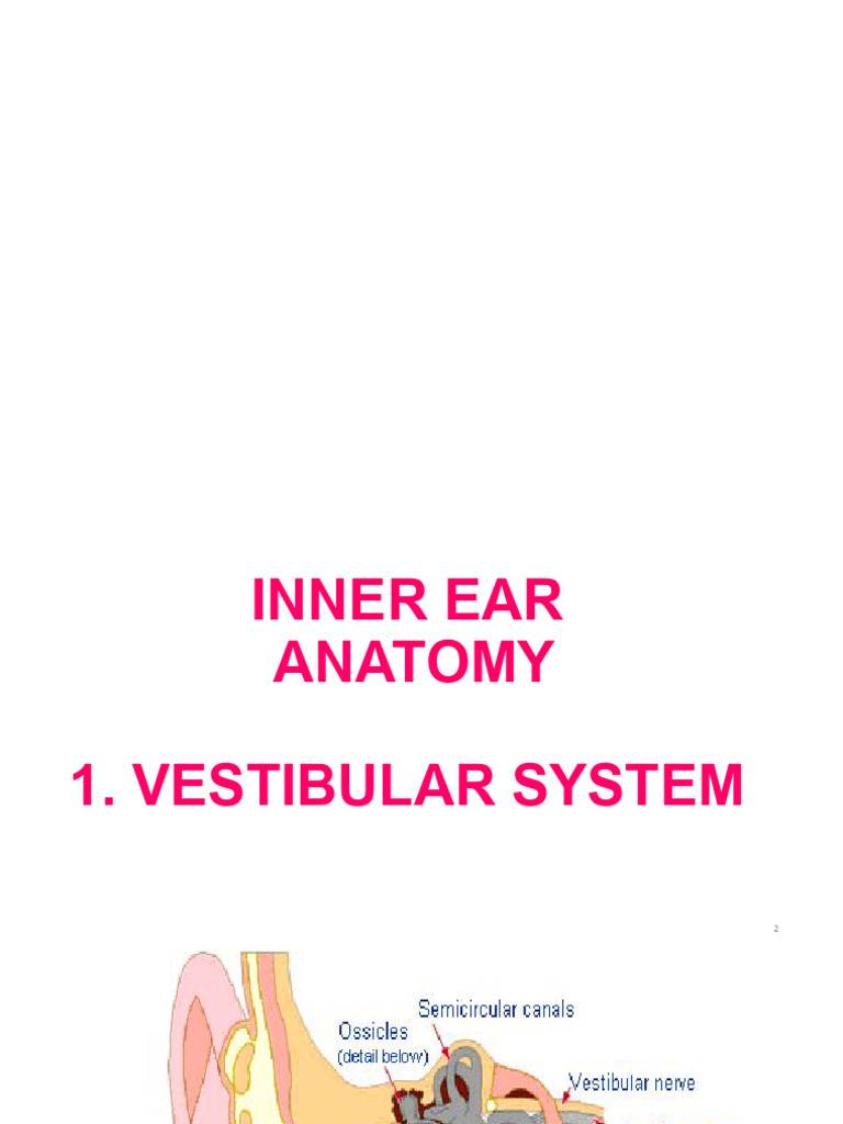 Inner Ear Vestibular System | Download Free PDF | Ear | Auditory System