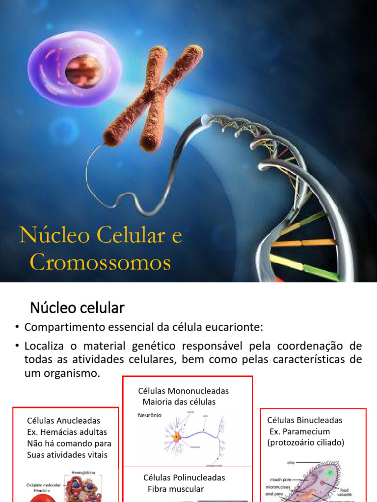 Núcleo Celular Divisão Celular Pdf Cromossomo Núcleo Celular