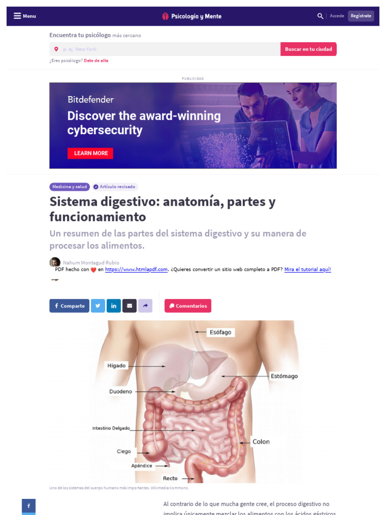 Anatomia Del Sistema Digestivo | PDF | Digestión | Bilis