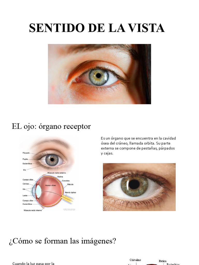 Sentido de La Vista. | PDF