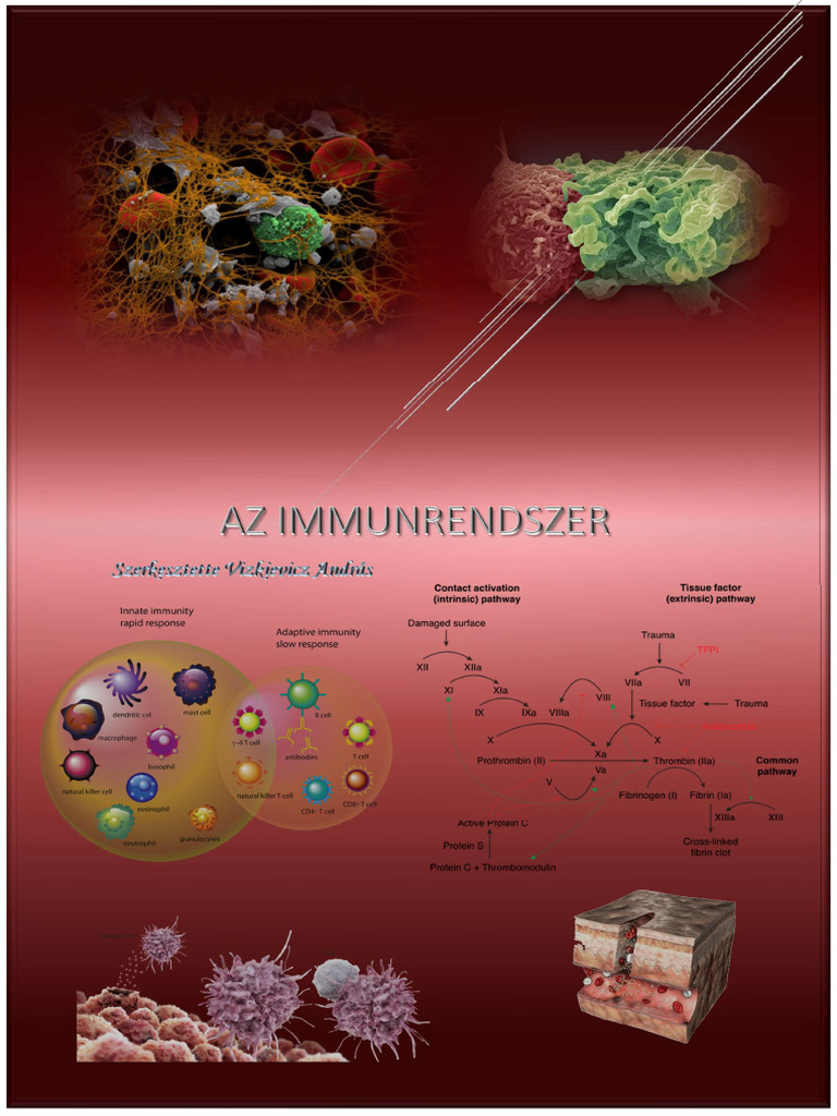 Az Immunrendszer | PDF