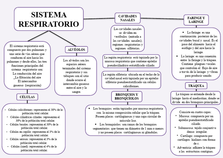 Mapa Conceptual Del Sistema Respiratorio 2 | PDF | Epitelio | Sistema respiratorio