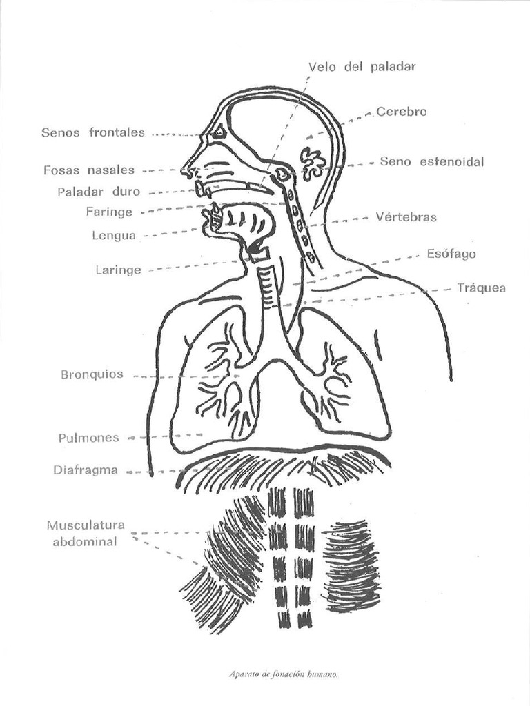 Anatomía y Fisiología de La Voz Humana Por M . Victoria de Ancos ...