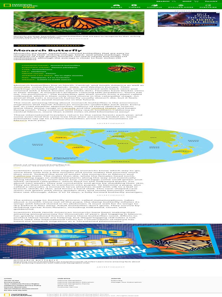 Monarch Butterfly | PDF | Butterfly | Pupa