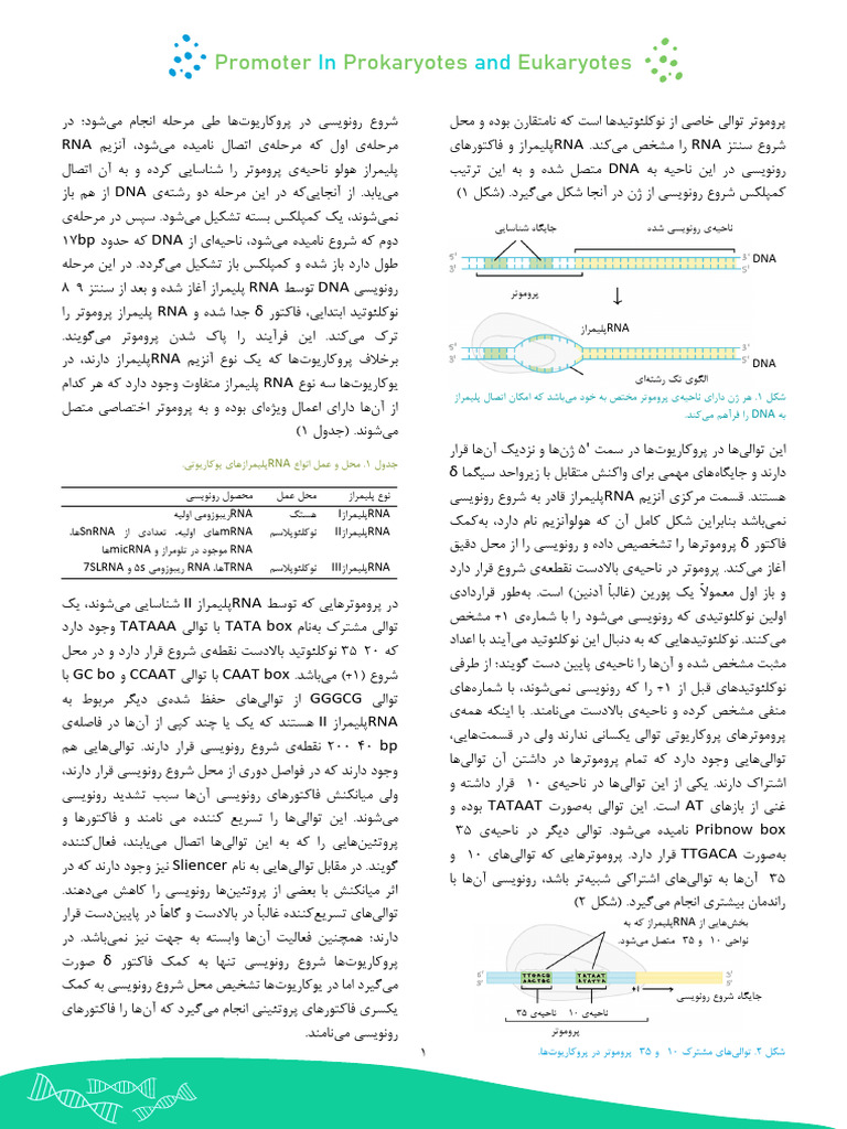 Promoter in Prokaryotes and Eukaryotes-Schematic Examples of DNA Repeat ...